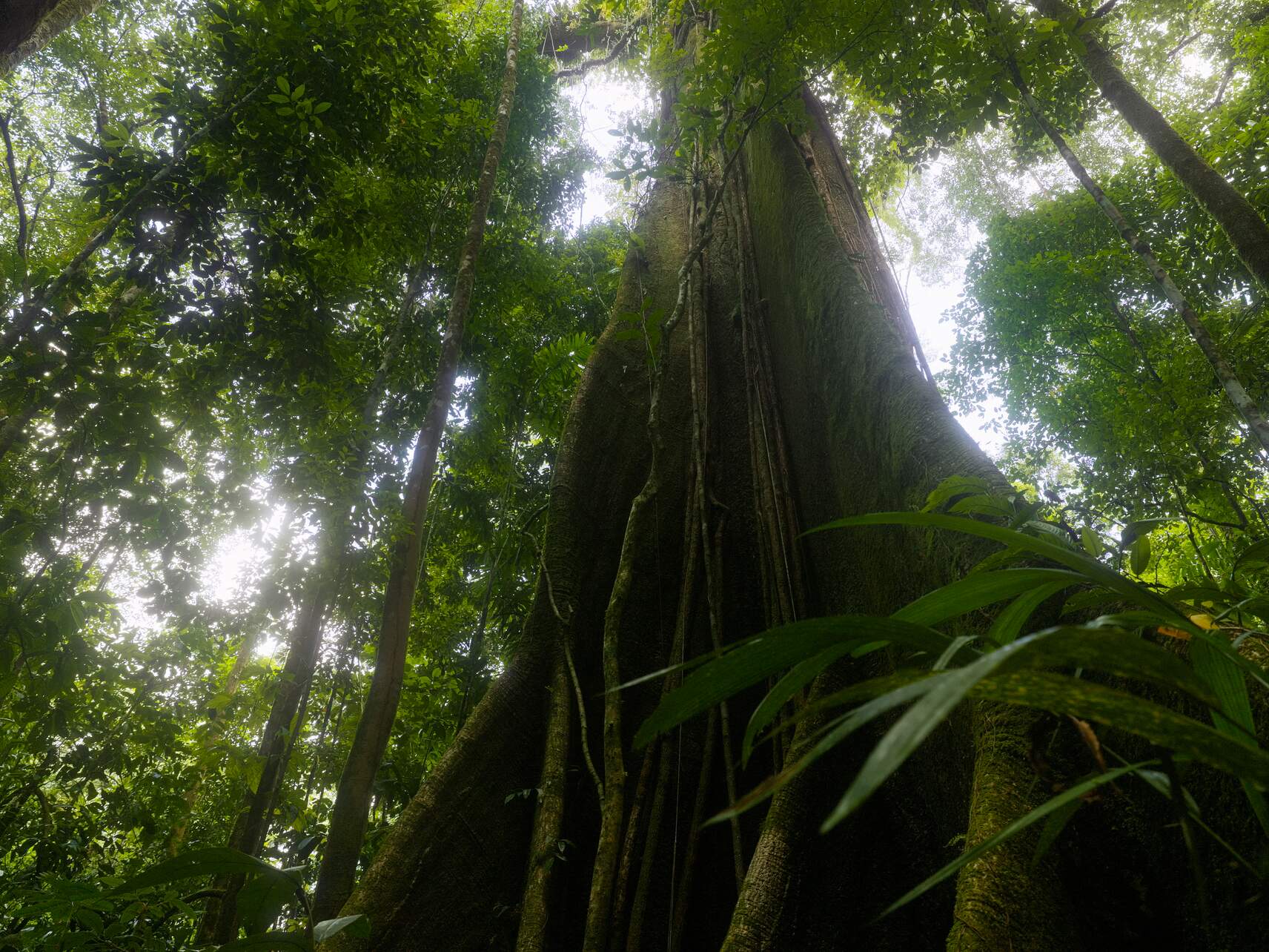 Ceiba Tree Roots - Costa Rica