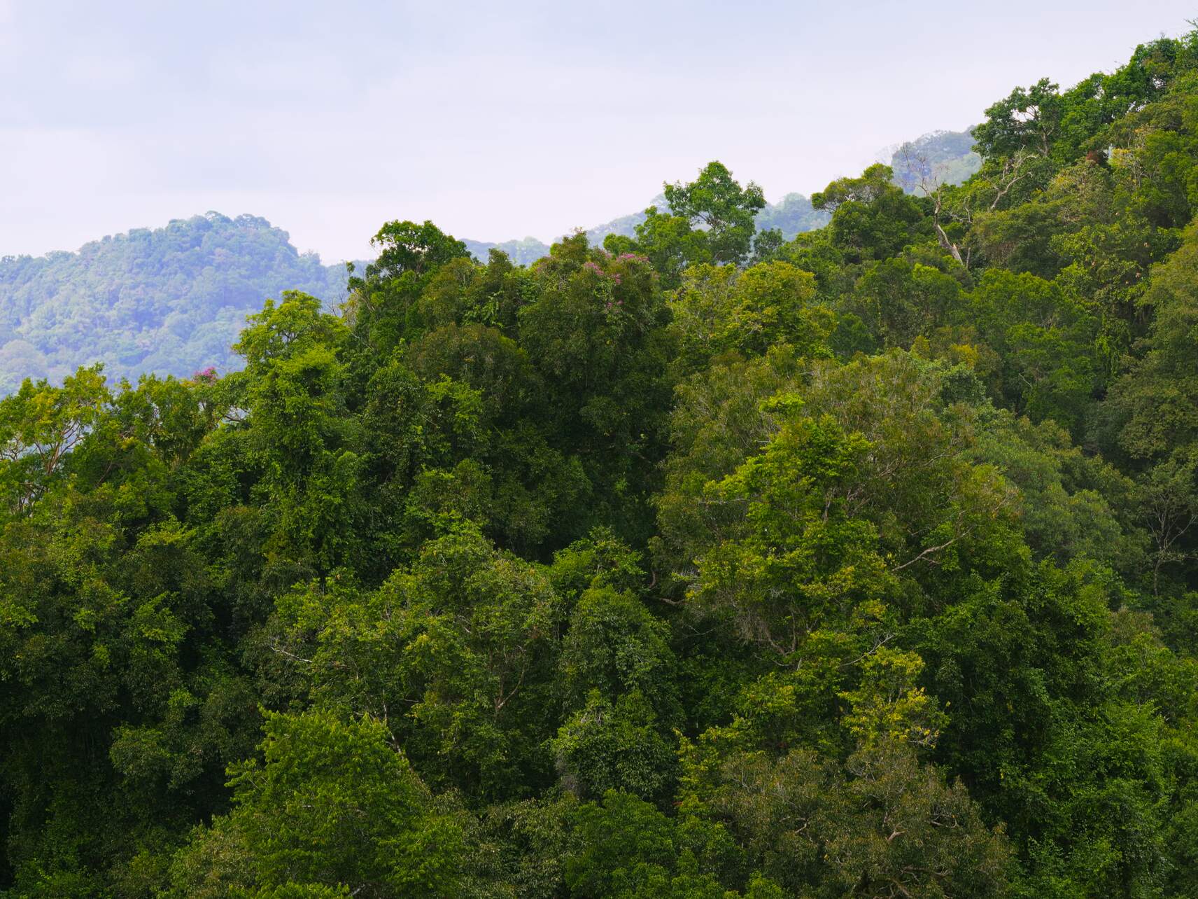 Jungle Ridge - Costa Rica